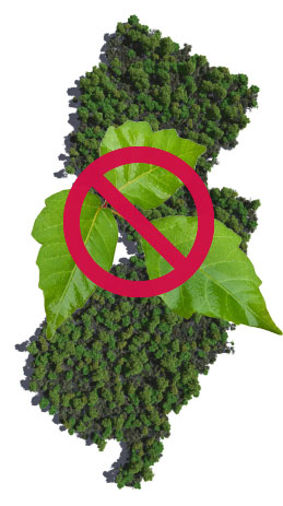 Poison Ivy Gone – The Leader in Poison Ivy Removal